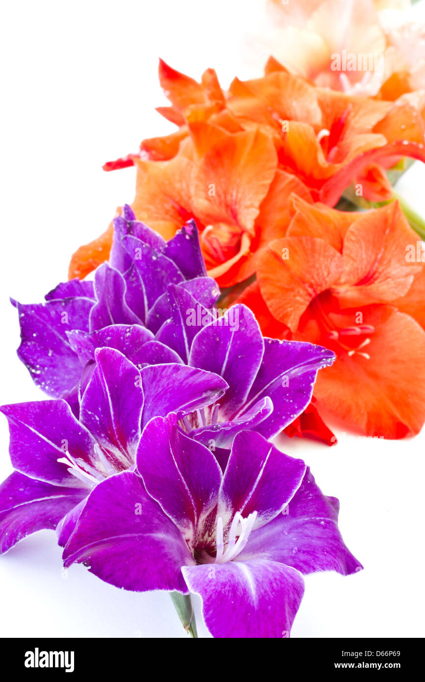 bright beautiful Gladiolus isolated on a white background Stock Photo ...