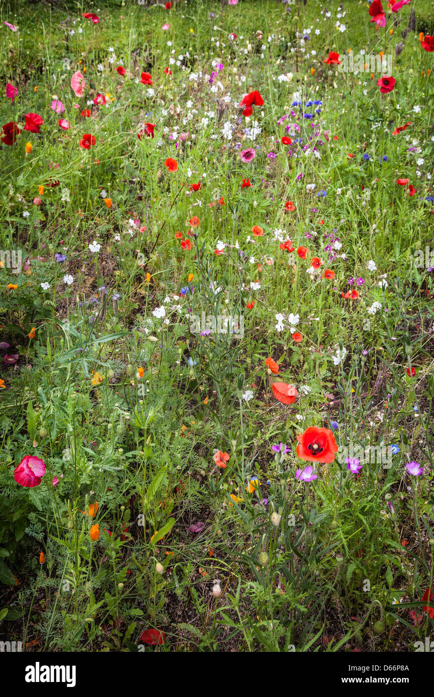 Wildflowers in scotland hi-res stock photography and images - Alamy