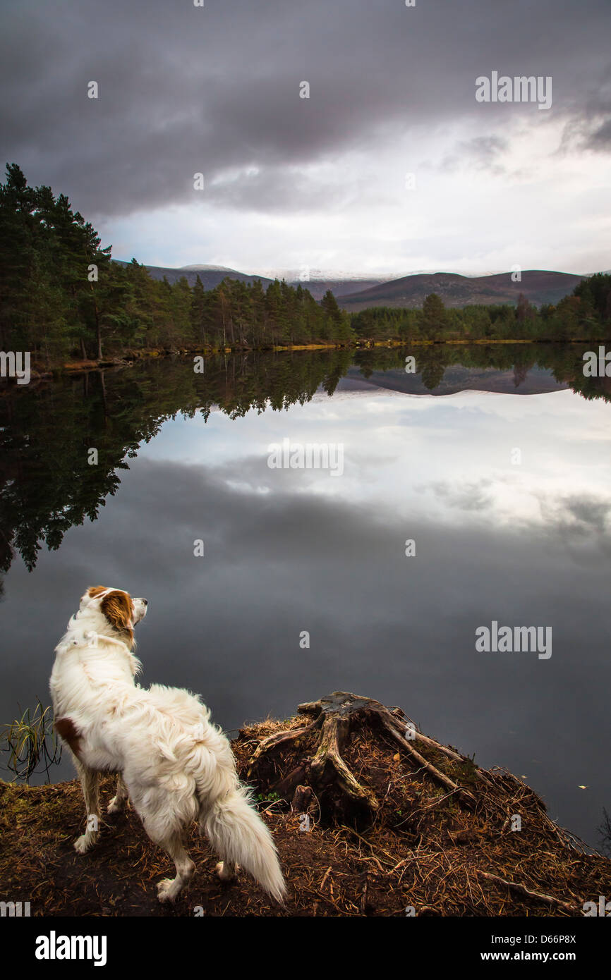 Dog at Uath Lochan at Glen Feshie in the Cairngorms National Park in ...