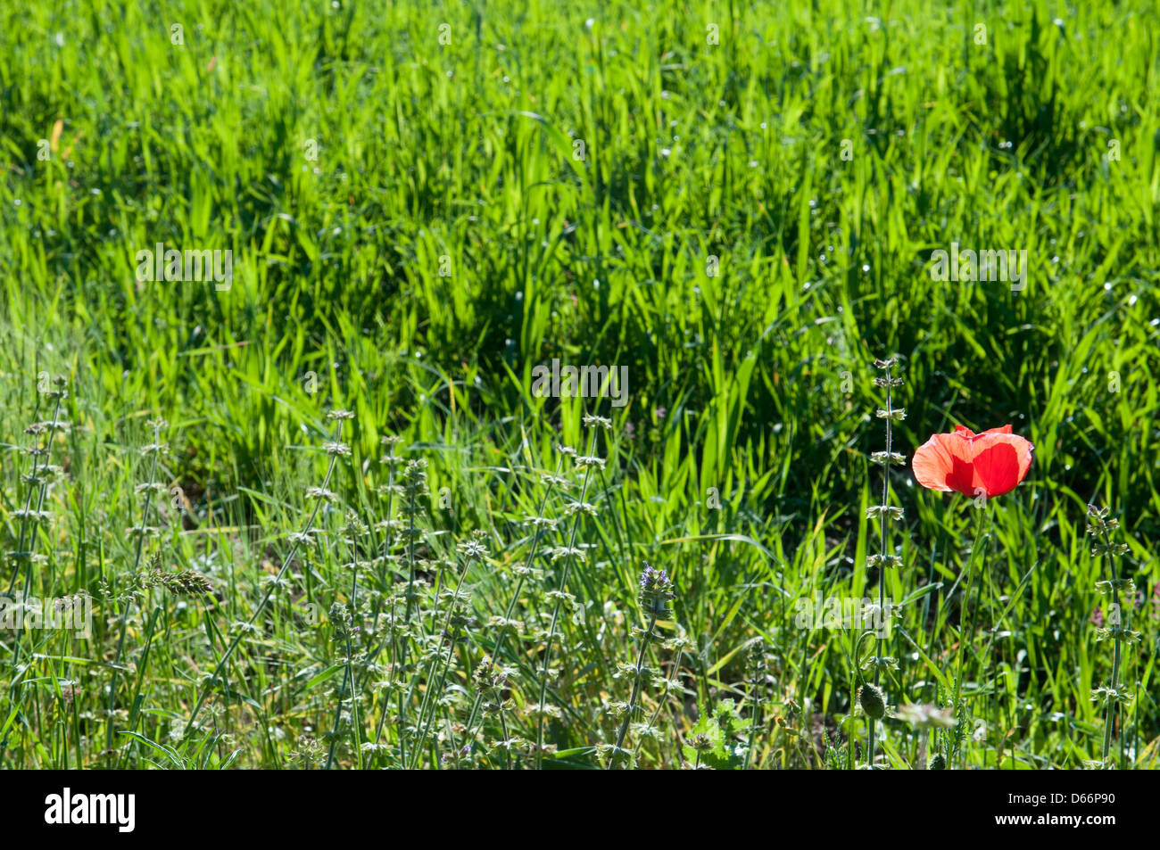 Fields Provence red poppy Stock Photo - Alamy