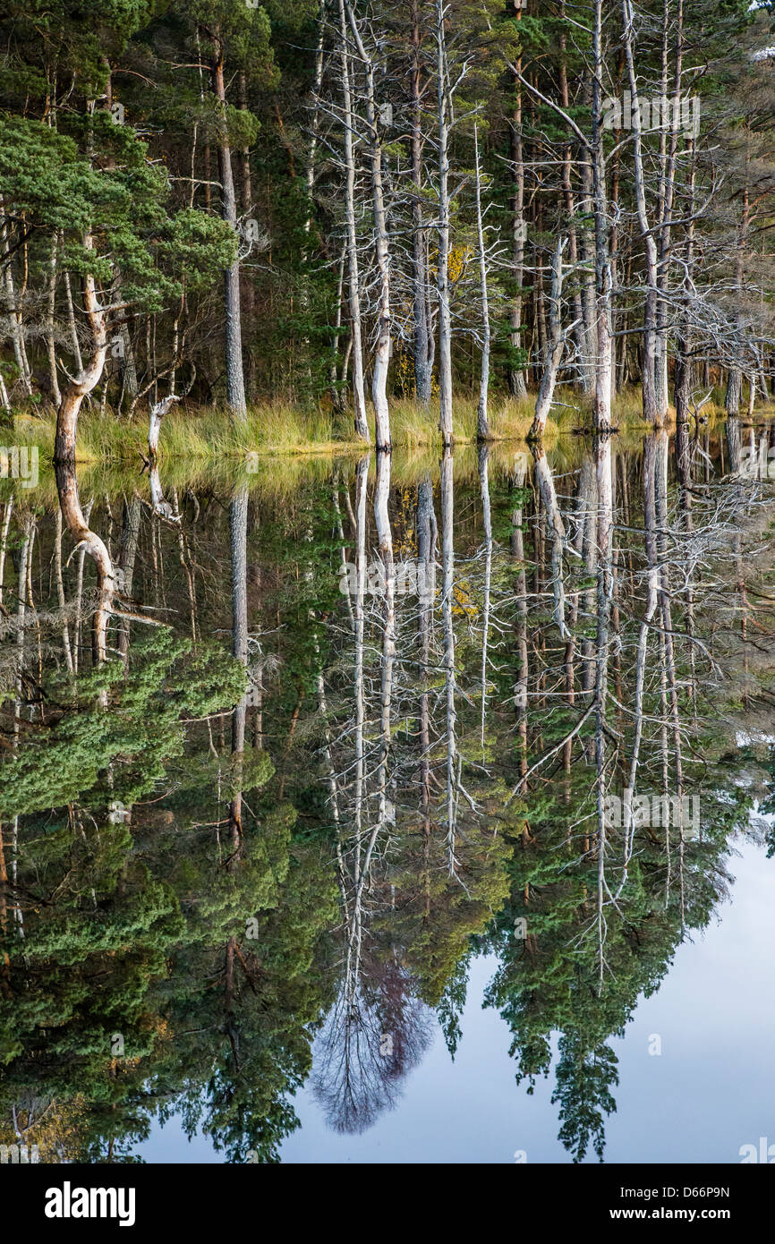 Uath Lochan at Glen Feshie in the Cairngorms National Park in Scotland ...