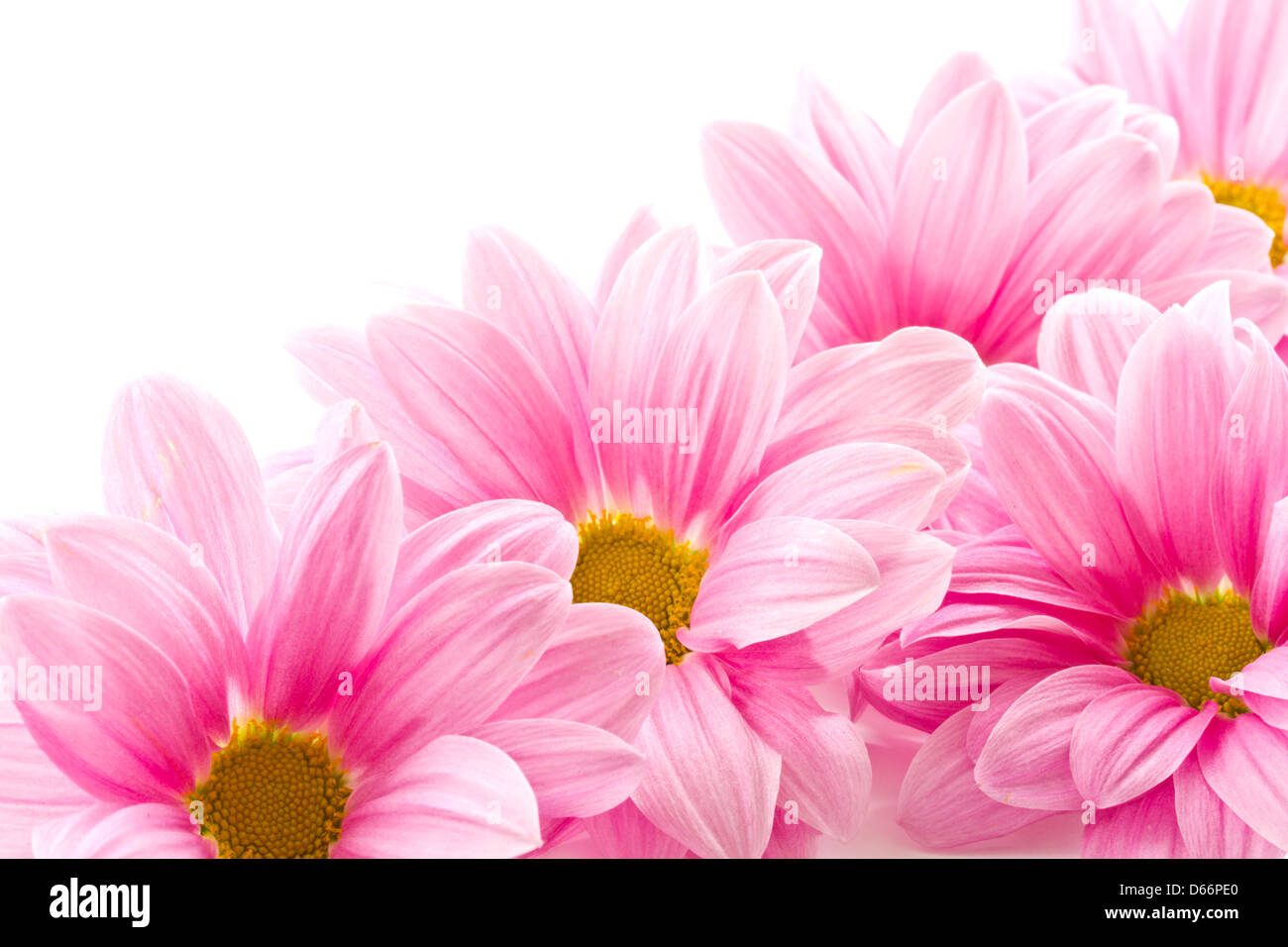 blooming beautiful pink flower isolated on white background Stock Photo ...