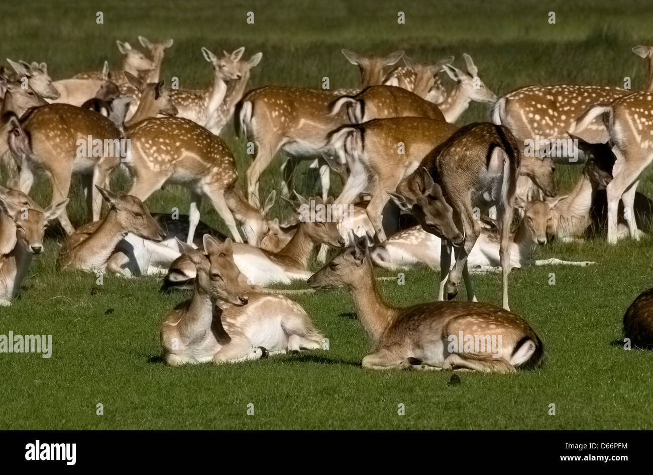 A group of deer sitting on the green grass Stock Photo - Alamy