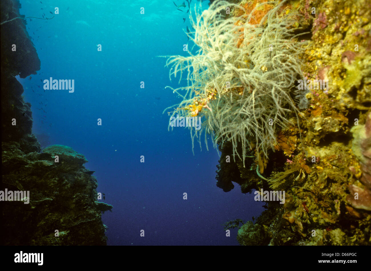 Soft Tree Coral,Dendronephthya hemprich,Sipadan Nov 1990 Underwater ...