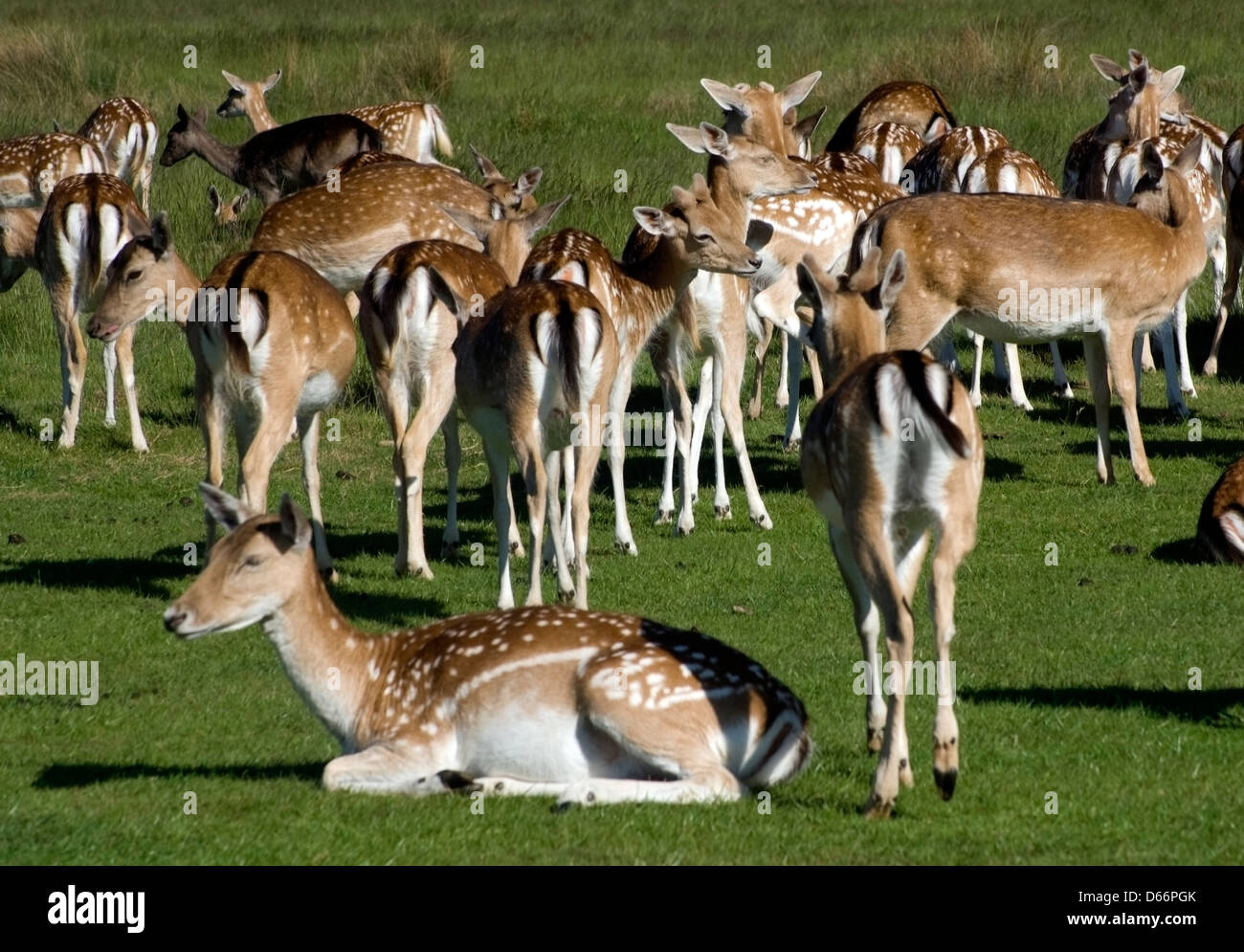A group of deer sitting on the green grass Stock Photo - Alamy