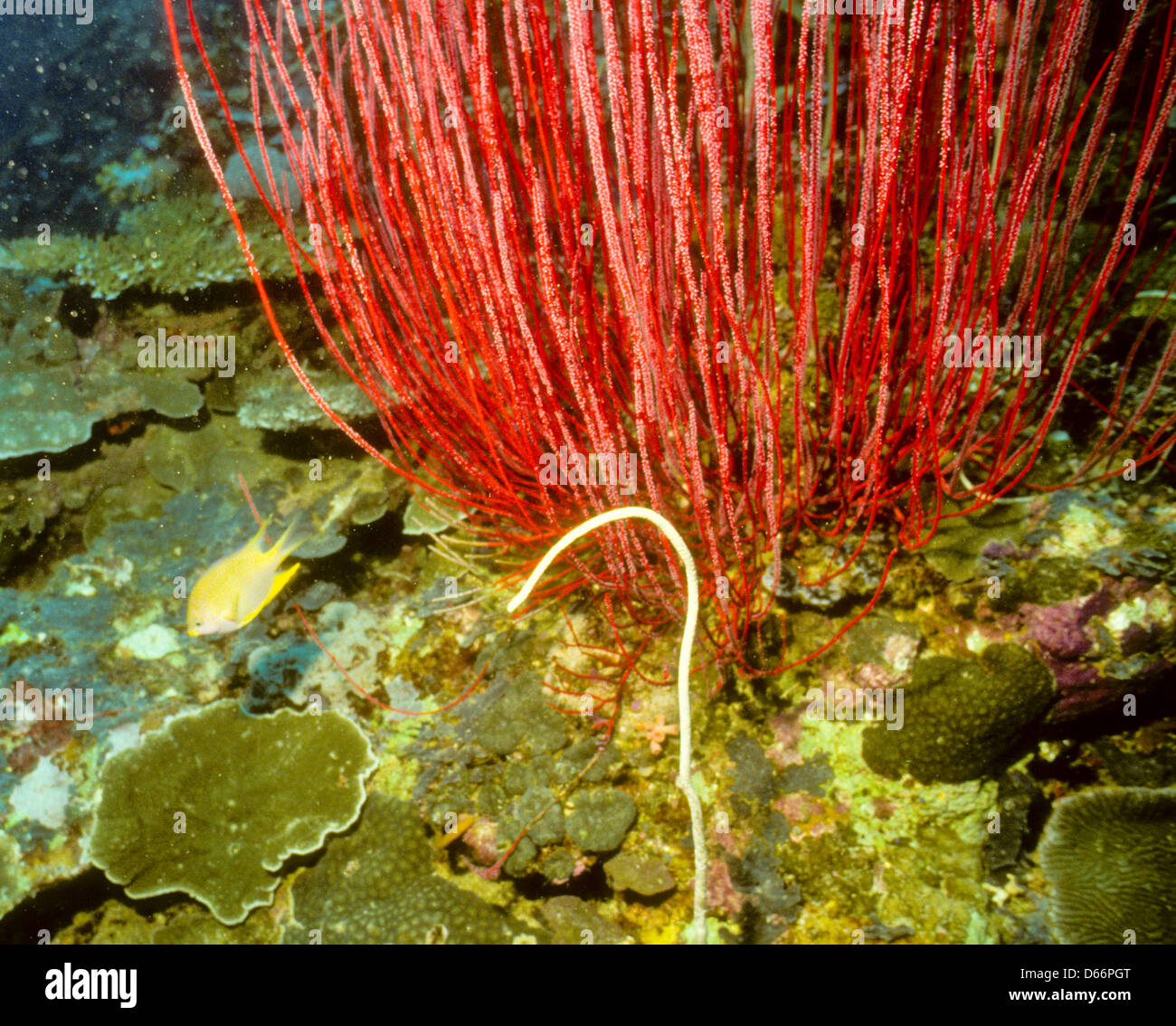 Whip Coral,Junceella juncea,Sipadan Nov 1990 Underwater Slide ...