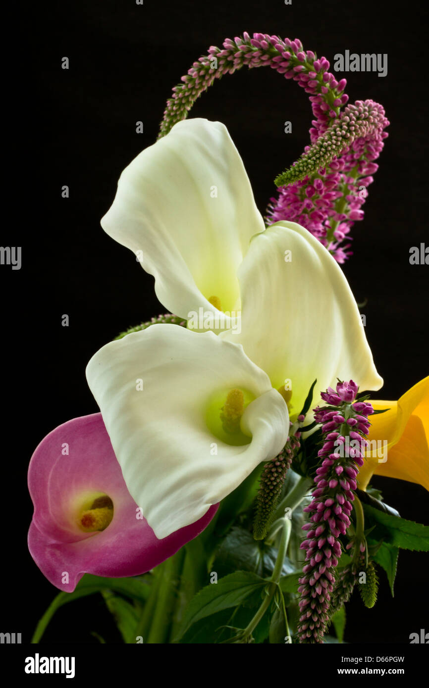 beautiful bouquet of tulips and calla lilies on a black background ...