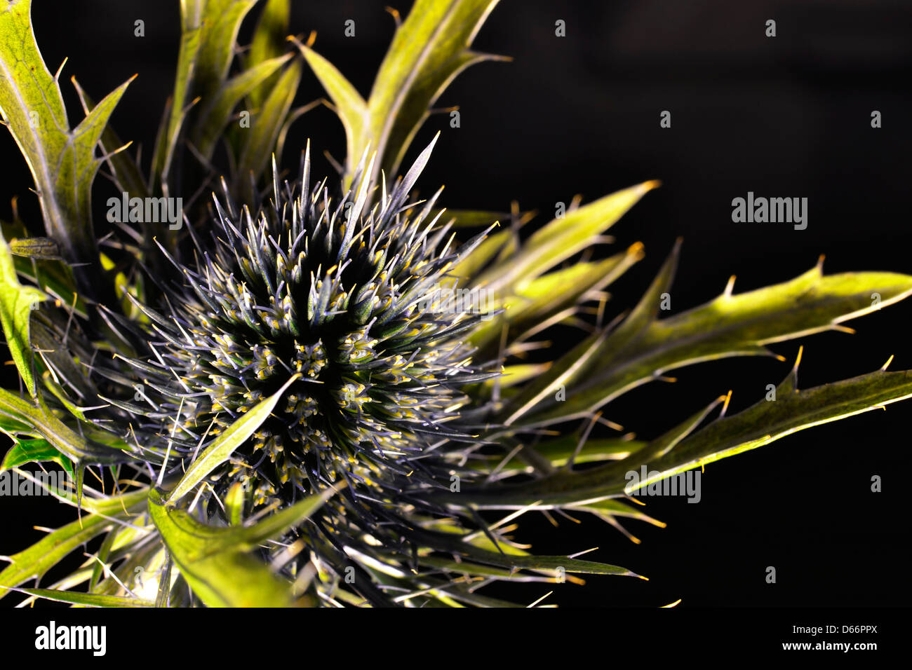 Thistle plant hi-res stock photography and images - Alamy