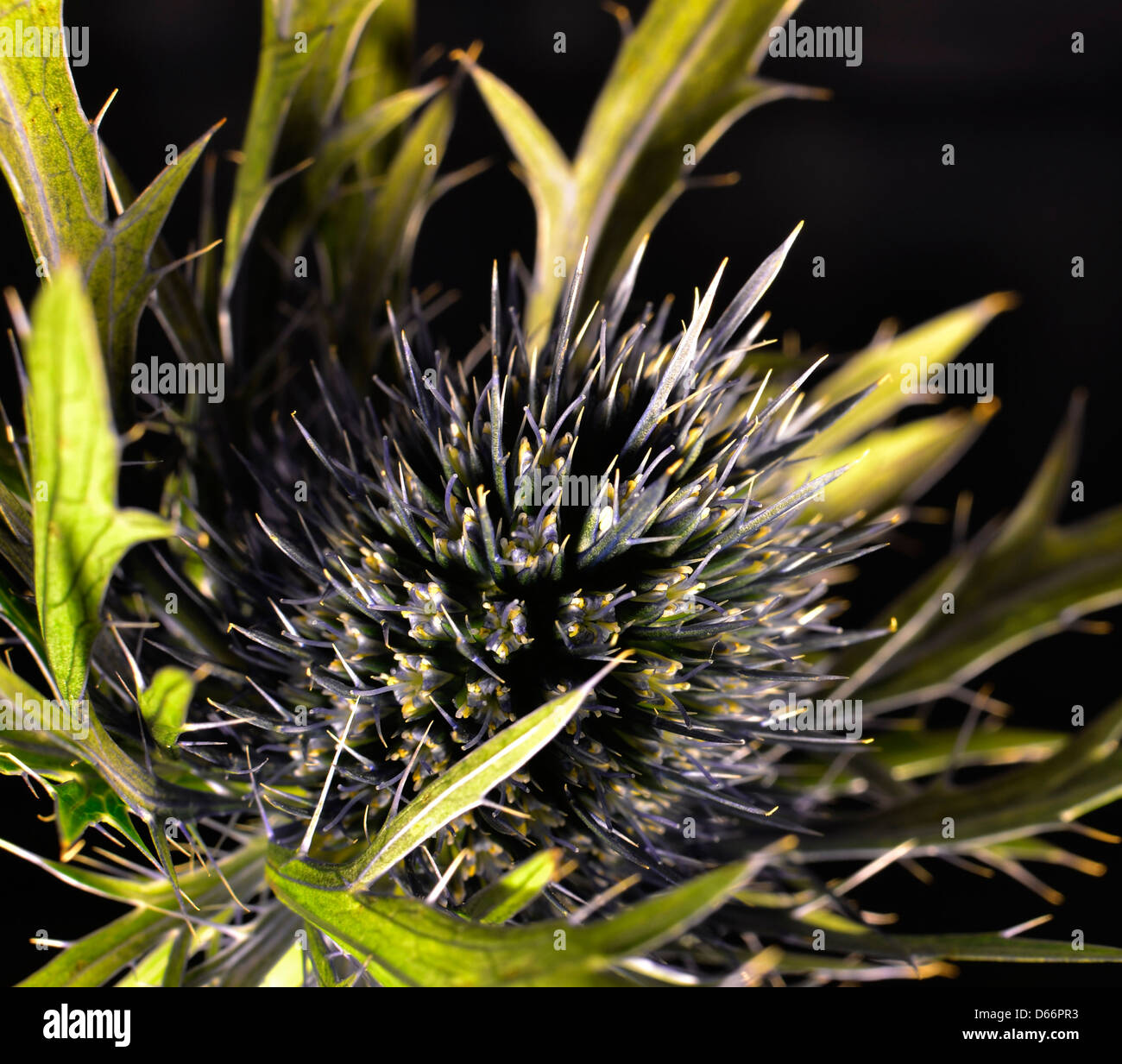 thistle plant spike thorn petals Stock Photo - Alamy