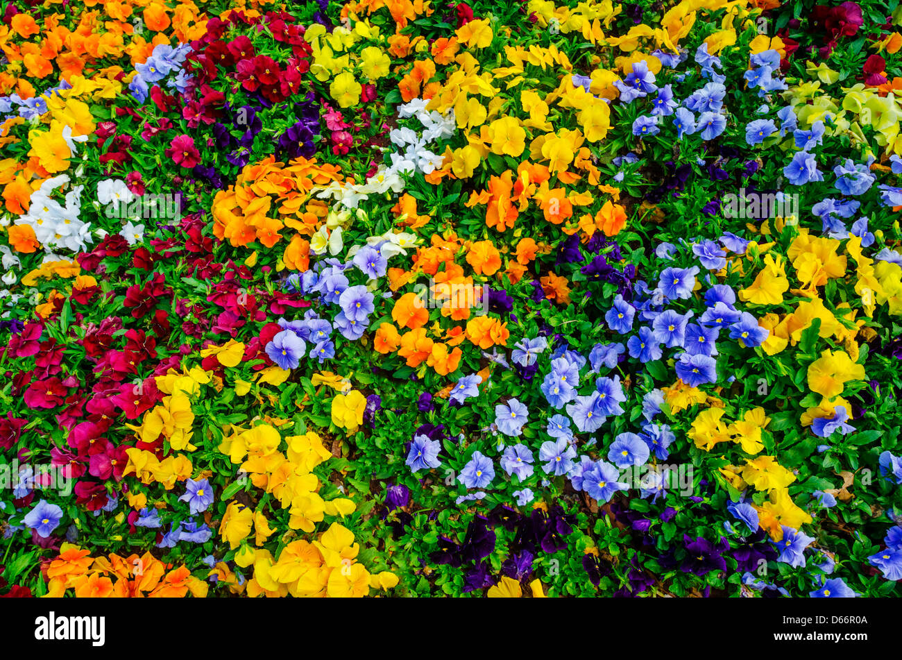 Field of vibrant multi colored pansy flowers Stock Photo - Alamy