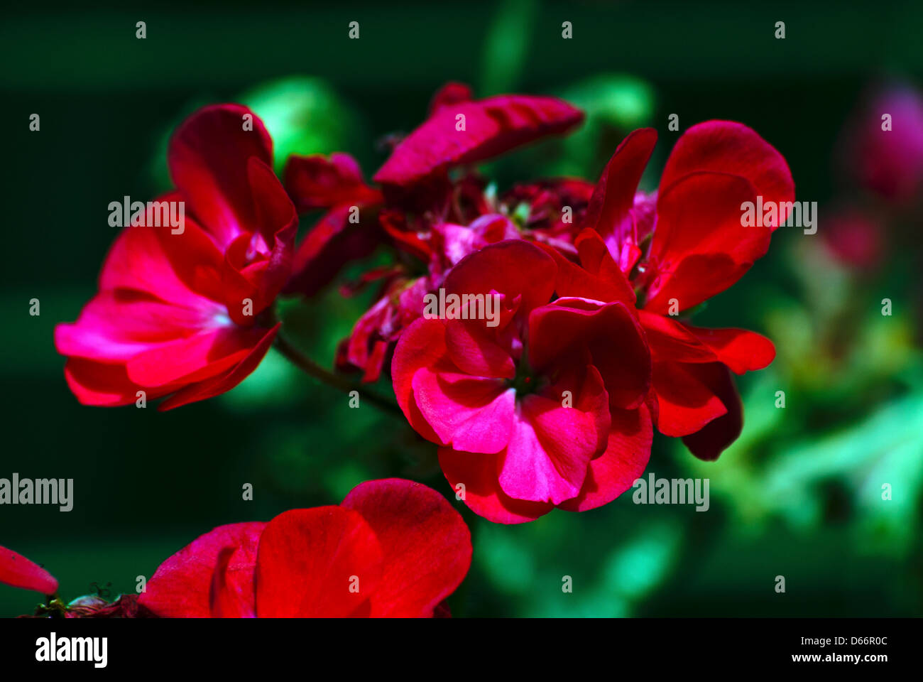 Pelargonium hortorum Americana Dark Red Americana Dark Red Geranium ...