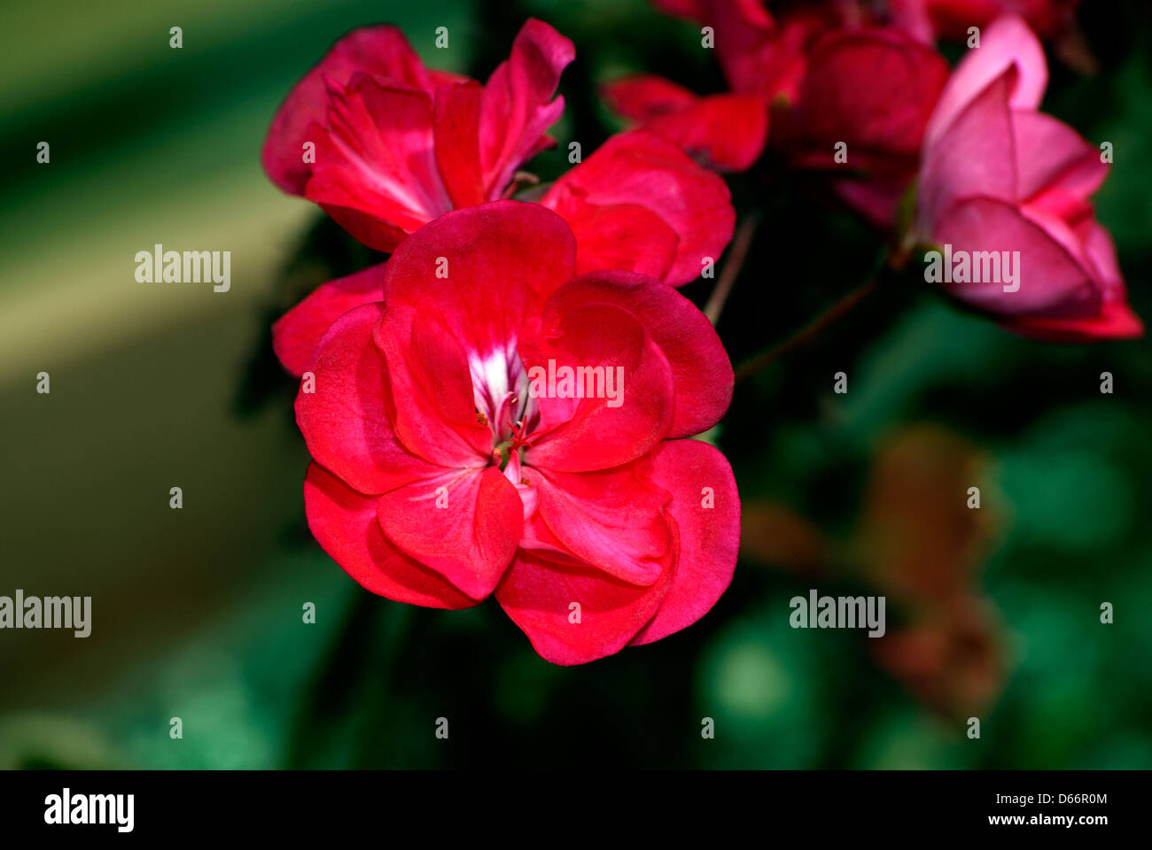 Pelargonium hortorum Americana Dark Red Americana Dark Red Geranium ...