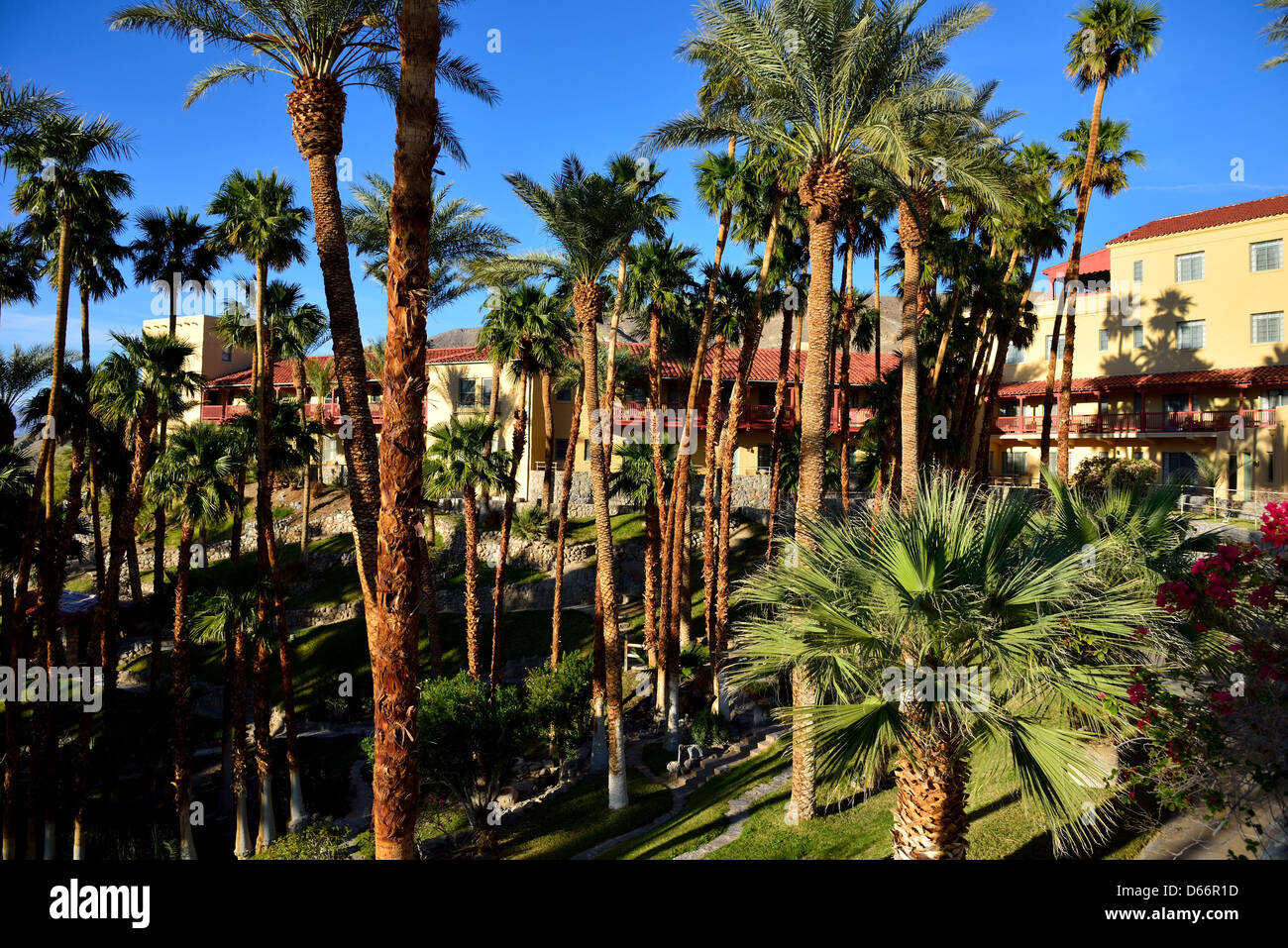 Palm trees at the Furnace Creek Inn. Death Valley National Park ...