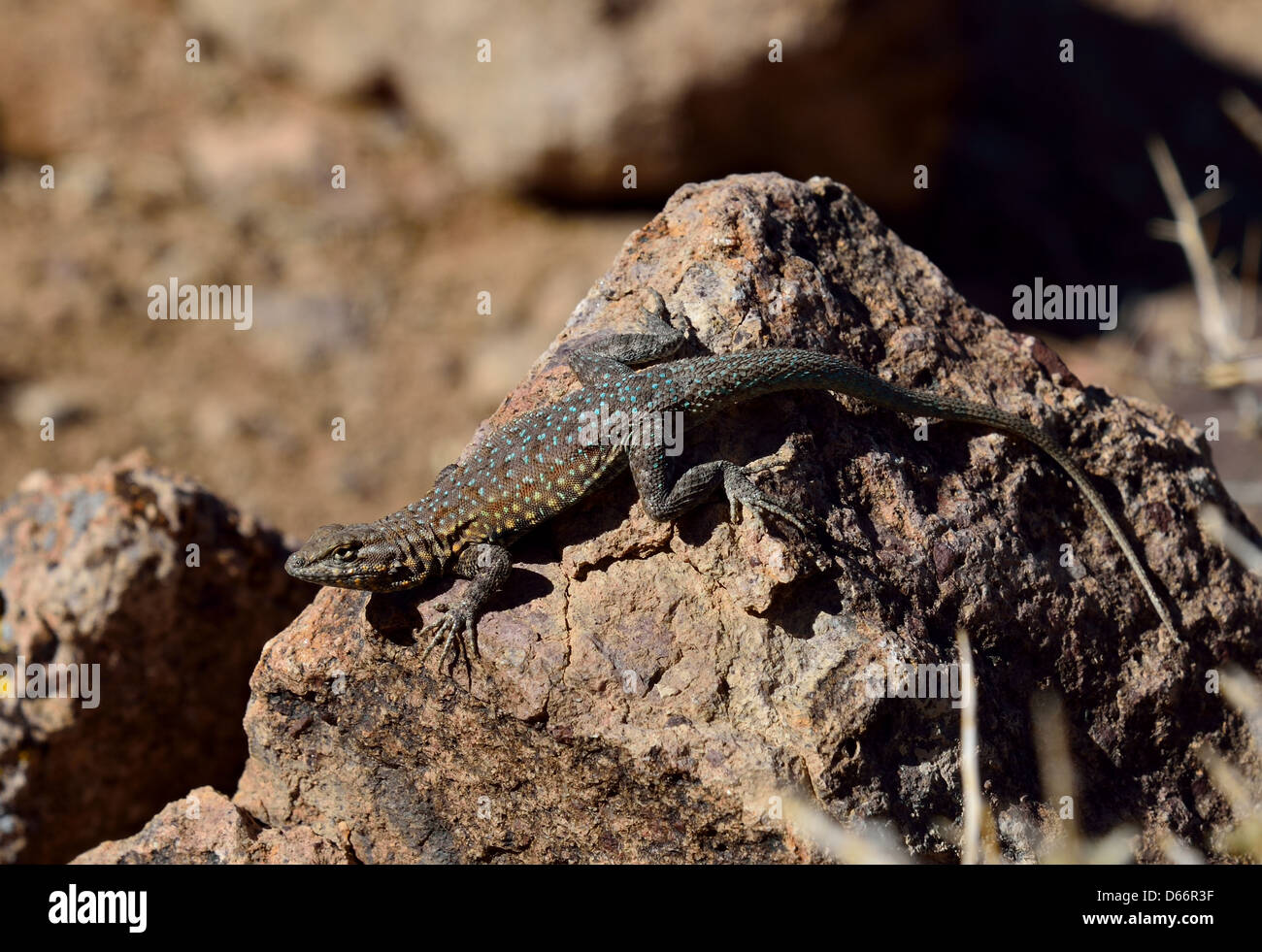 A Western Side-blotched lizard on a rock. Death Valley National Park ...