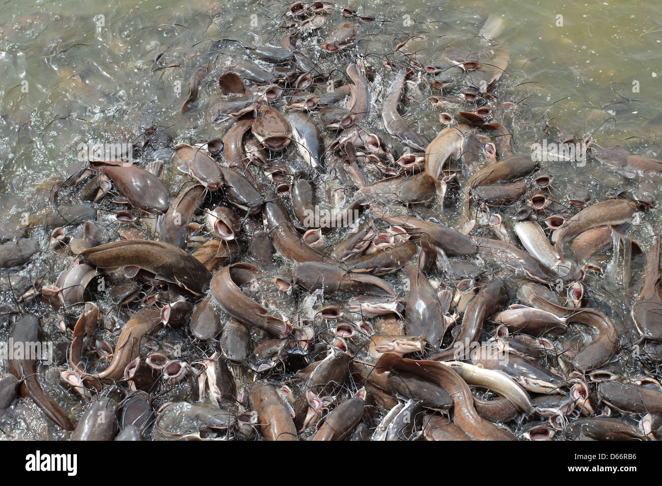 Holy fish hi-res stock photography and images - Alamy