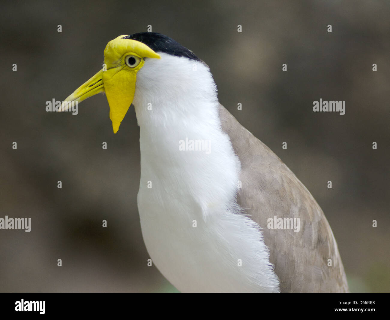 Long yellow beard 2 Stock Photo - Alamy