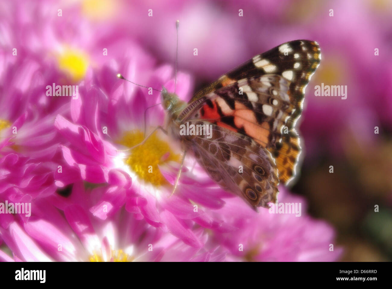 Butterfly sitting on pink fall mums in full bloom Stock Photo - Alamy