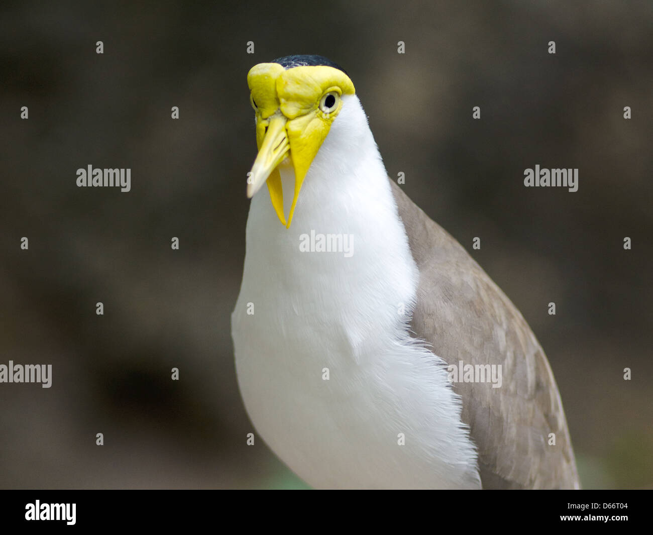 Long yellow beard Stock Photo - Alamy