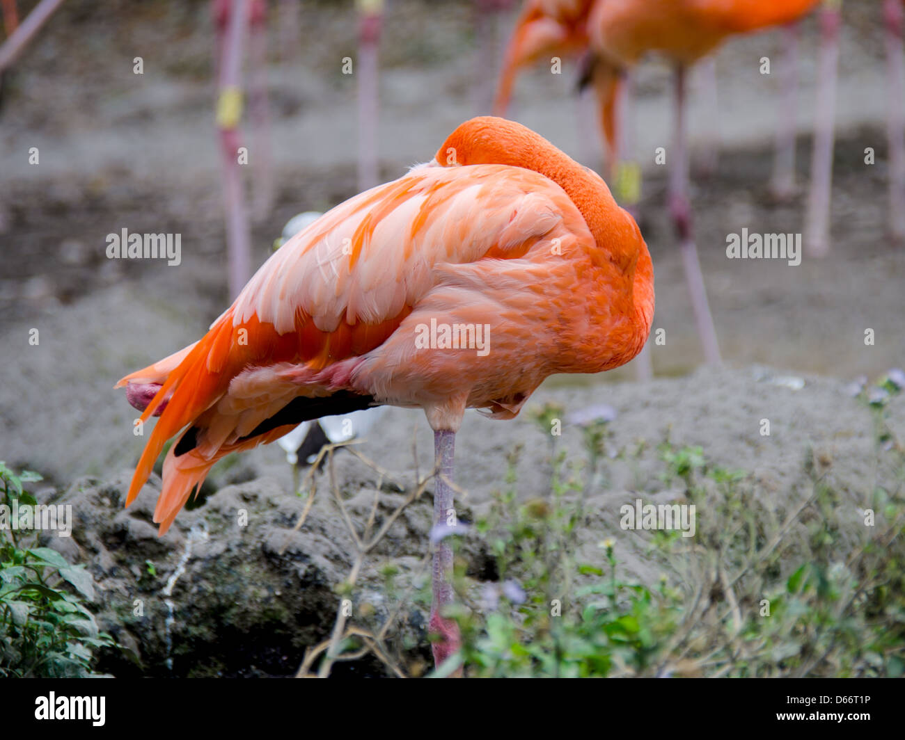 Orange leg bird hi-res stock photography and images - Alamy