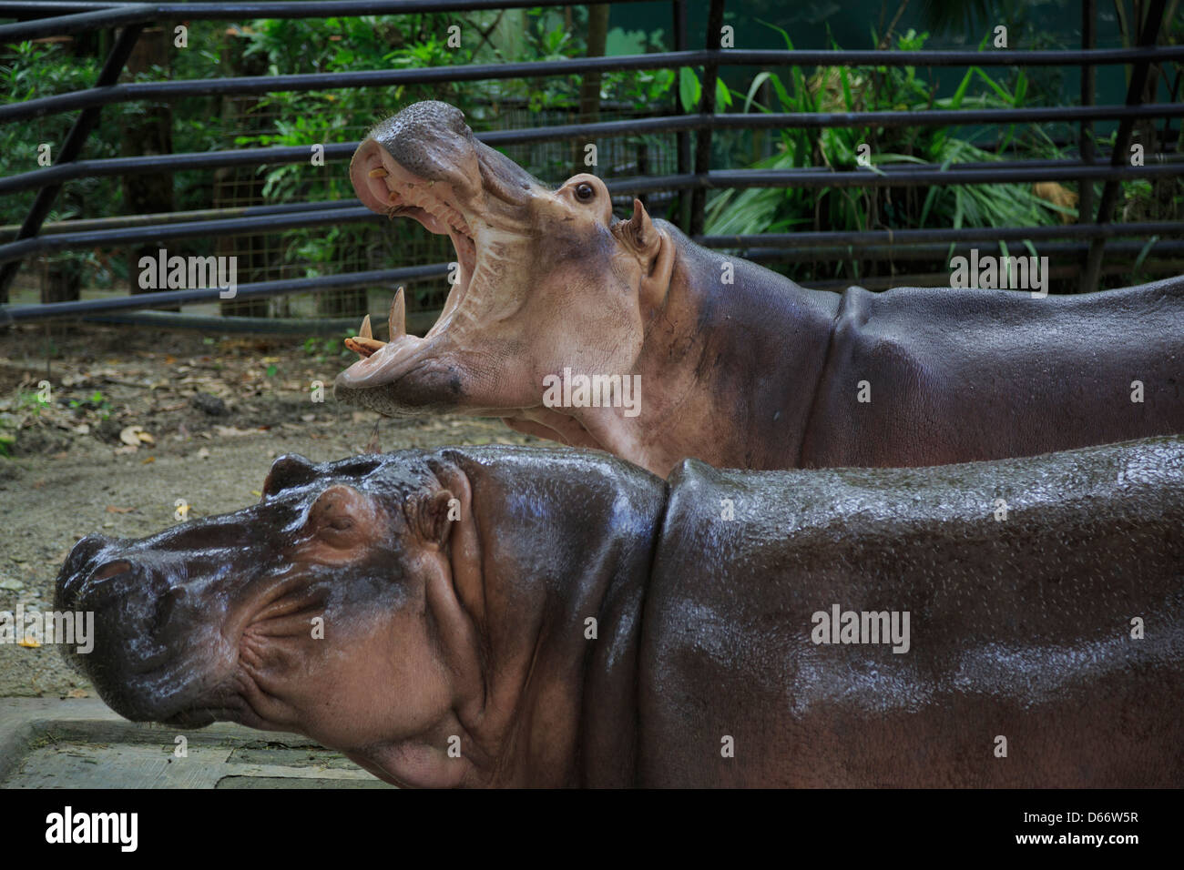 National Zoo Hippo