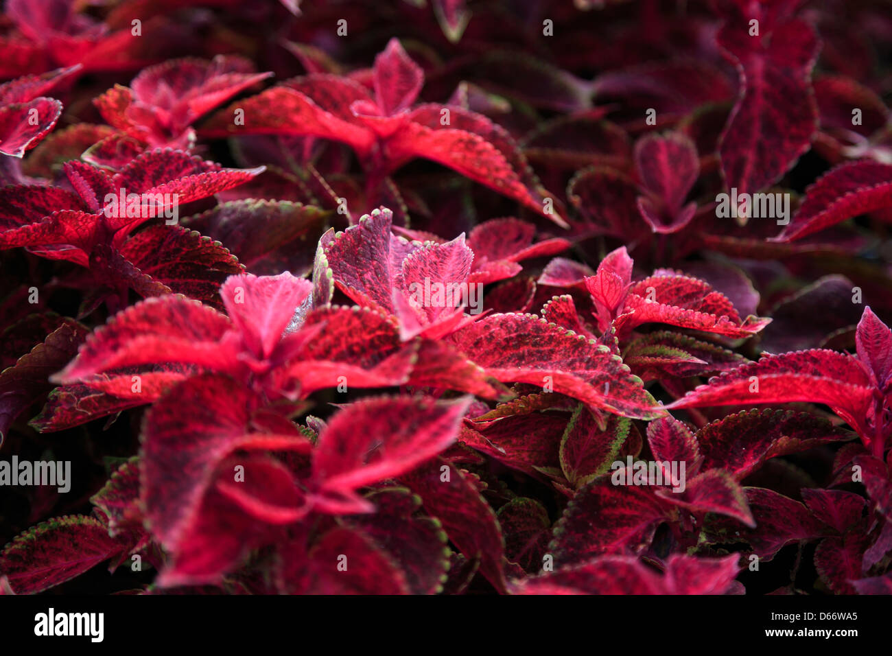 Red colour leaves plants Stock Photo - Alamy