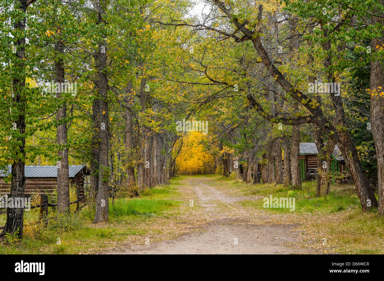 Cabins with autumn foliage, Vicksburg ghost town, Sawatch Mountains ...