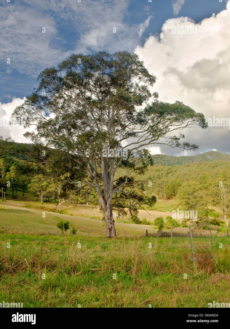 Gum tree, Kindee Valley, Mid-north Coast, NSW, Australia Stock Photo ...