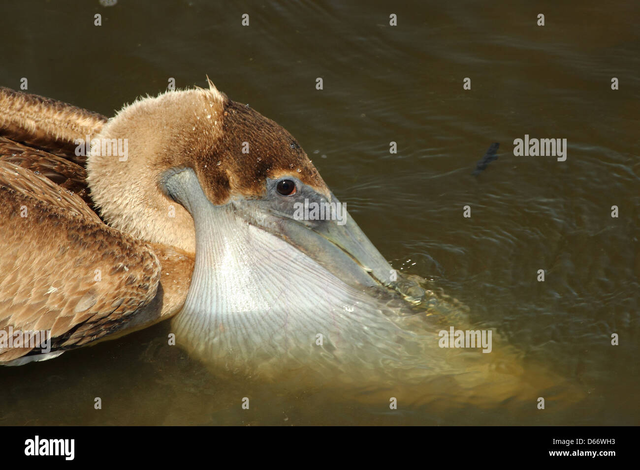 A Brown Pelican with its pouch submerged and full of water Stock Photo ...