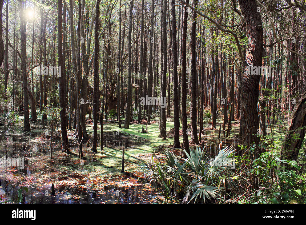 Swamp the united states hi-res stock photography and images - Alamy