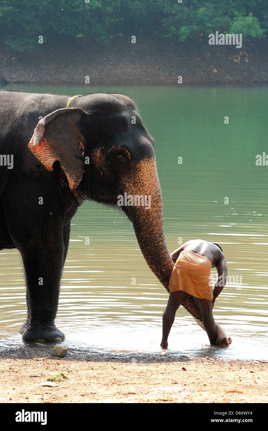 Elephant bathing and kerala hi-res stock photography and images - Alamy