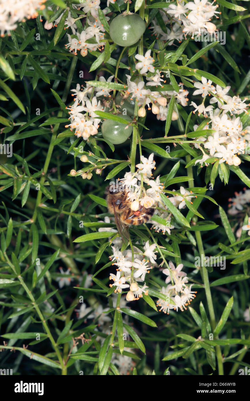 Pollen sacs hi-res stock photography and images - Alamy