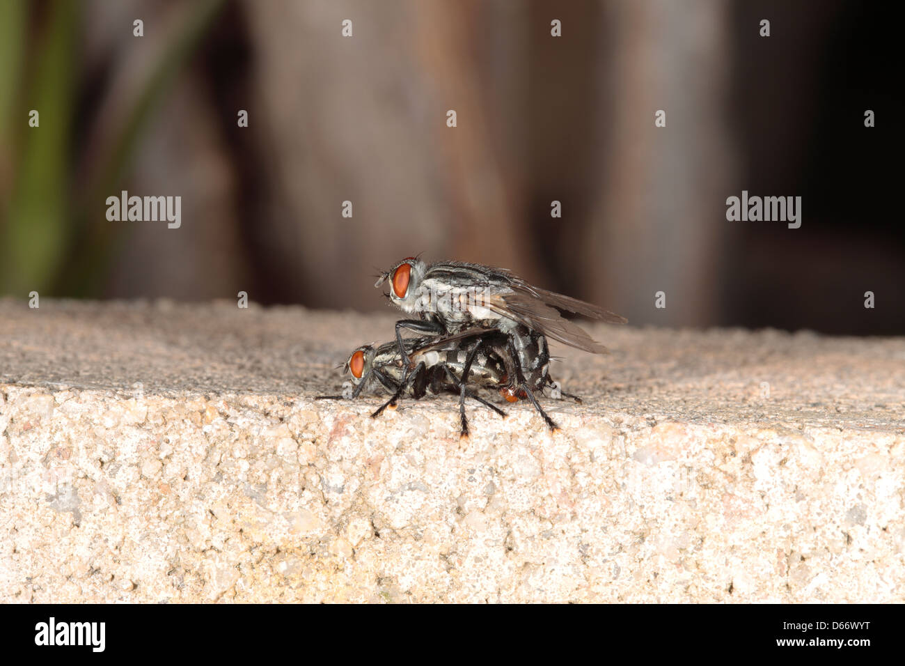 Cluster flies hi-res stock photography and images - Alamy