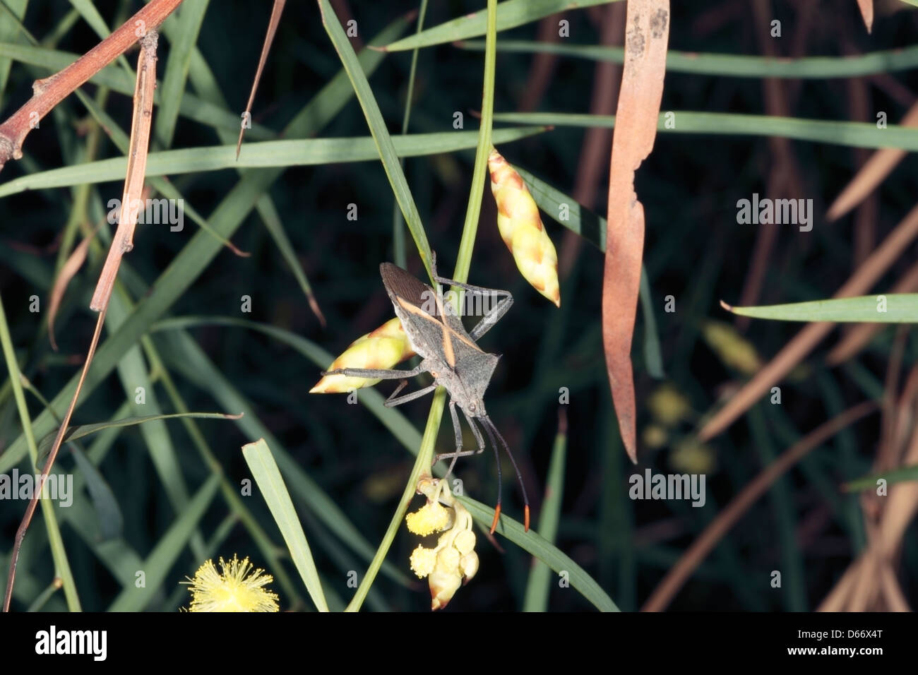 Crusader beetle hi-res stock photography and images - Alamy