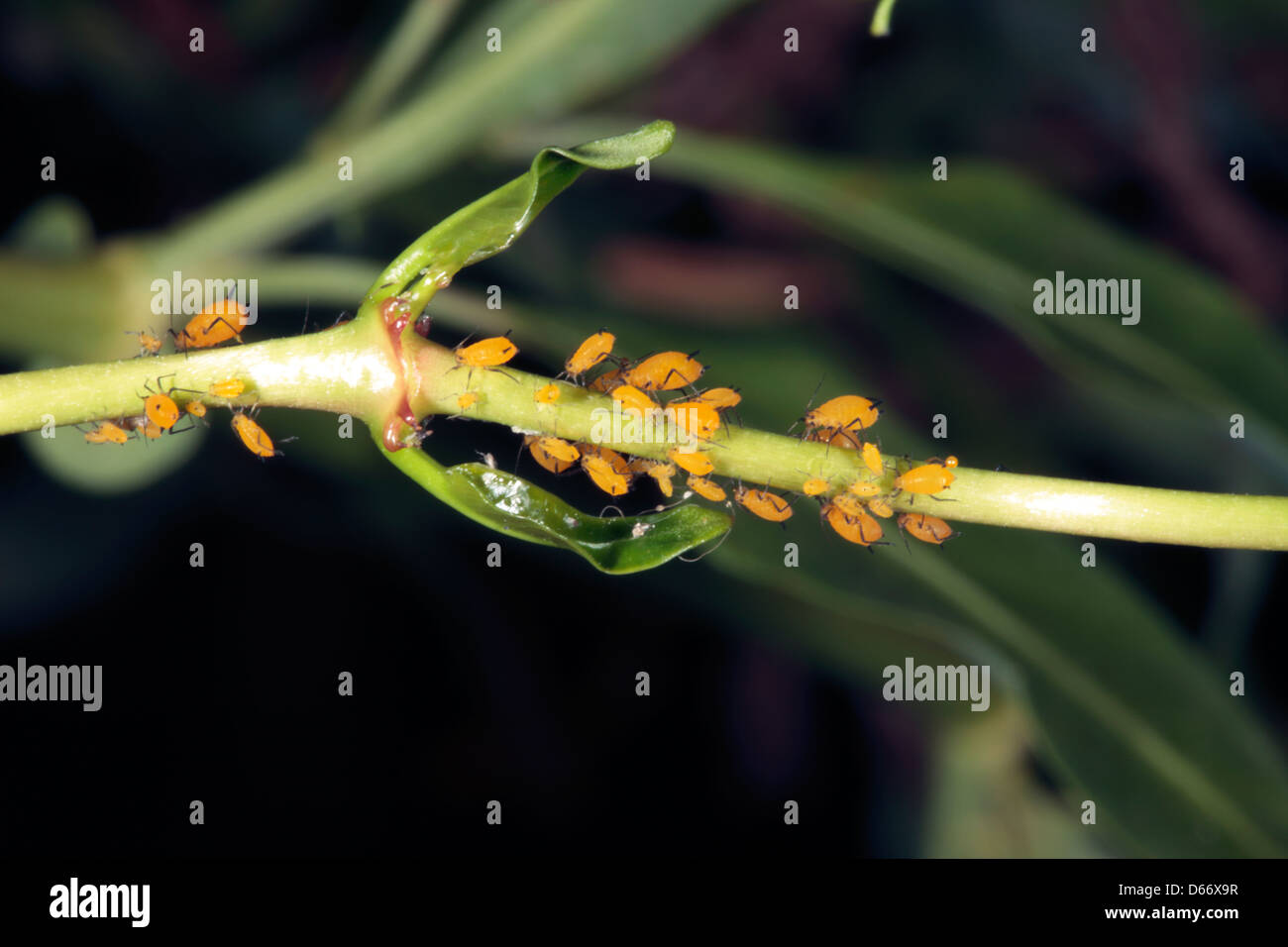Oleander Aphids / Plant Lice/ - Aphis nerii - Family Aphidoidea Stock ...
