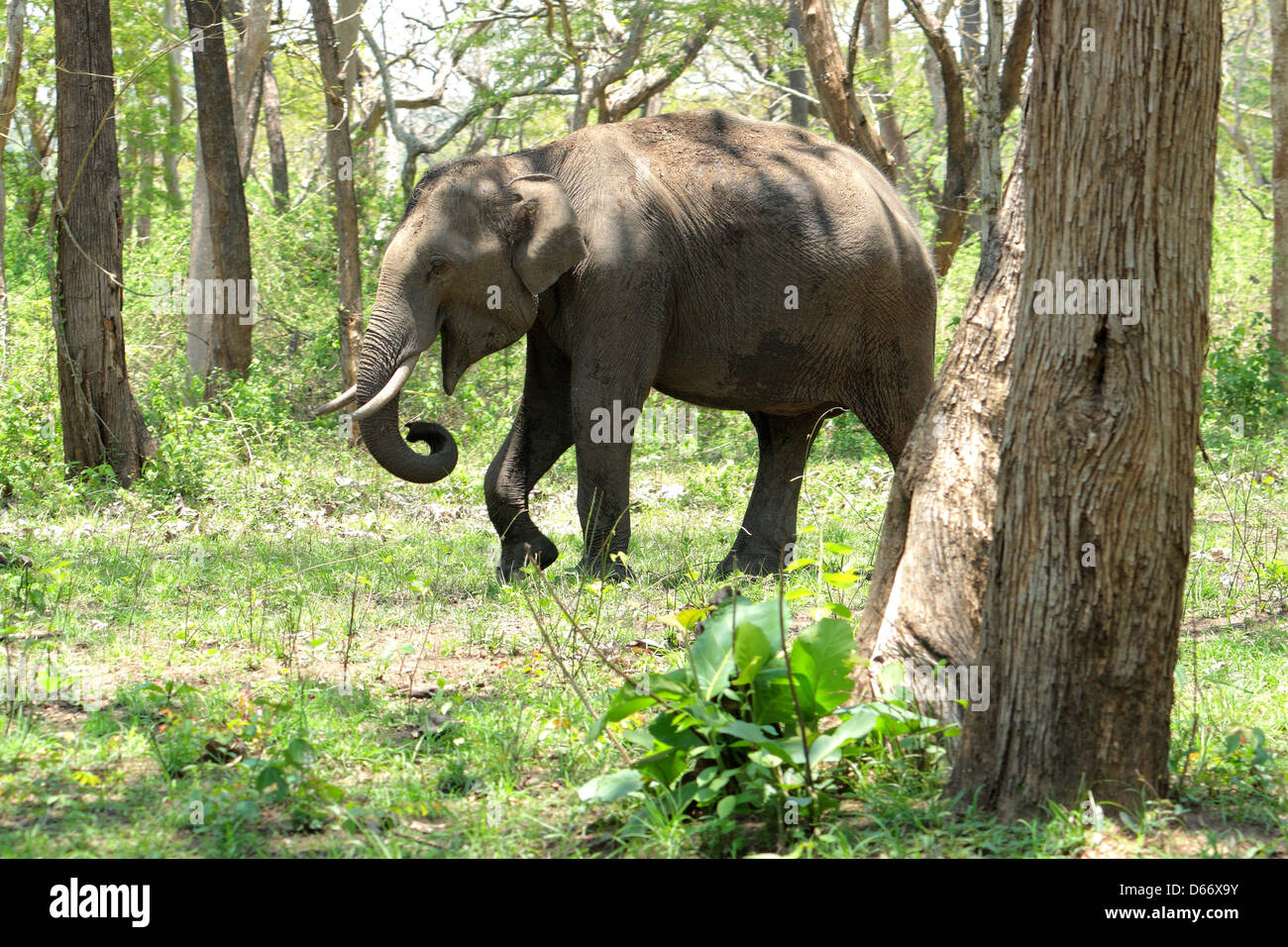 Elephant, Elephas maximus, India Stock Photo - Alamy