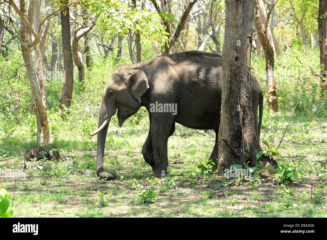 Elephant, Elephas maximus, India Stock Photo - Alamy