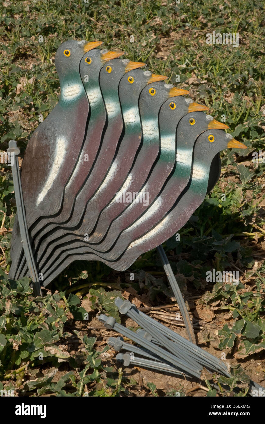 Half-shell decoys used for decoying Wood-pigeons (Columba palumbus ...