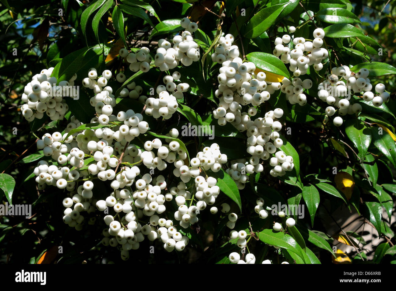 Kerala fruits hi-res stock photography and images - Alamy