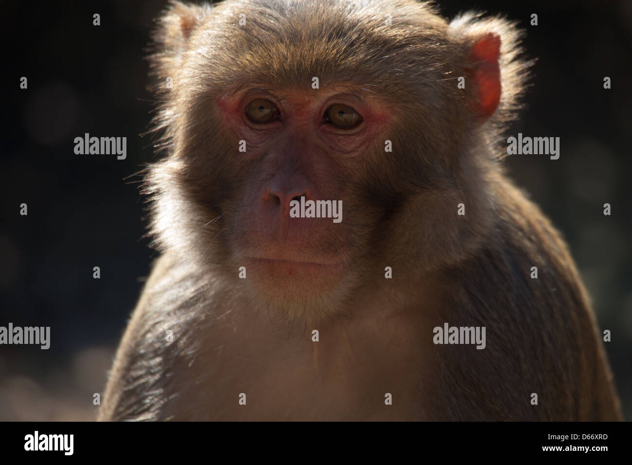 Common macaque hi-res stock photography and images - Alamy