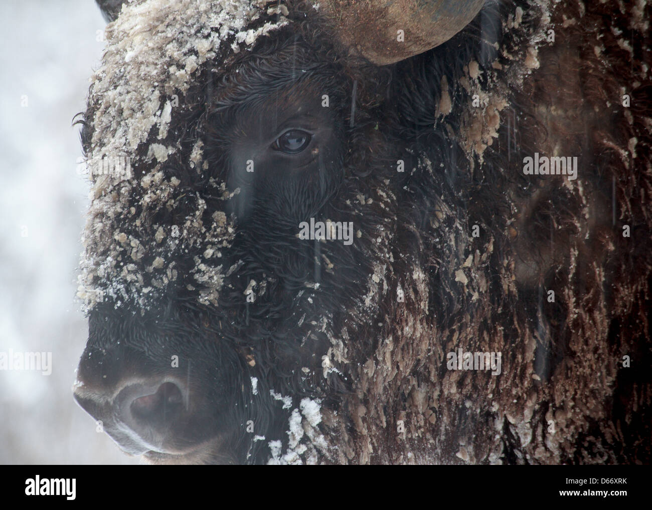 close-up portrait of wild bison in winter Stock Photo - Alamy