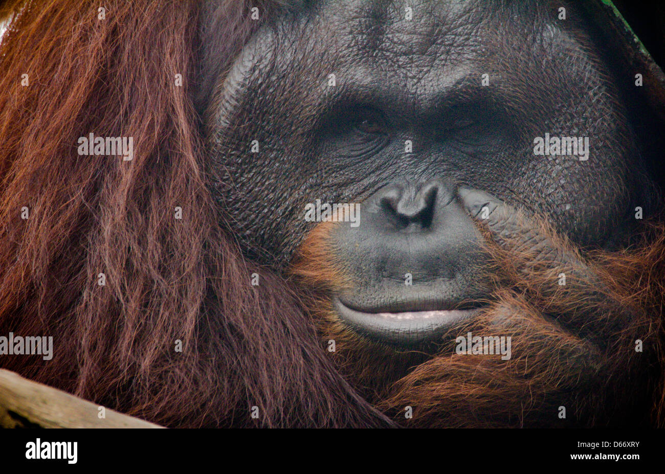 the Orang Utan Stock Photo - Alamy