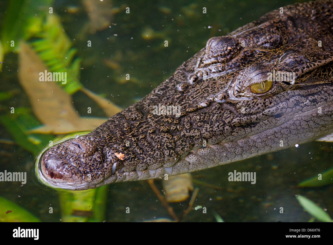Closeup of a crocodile Stock Photo - Alamy
