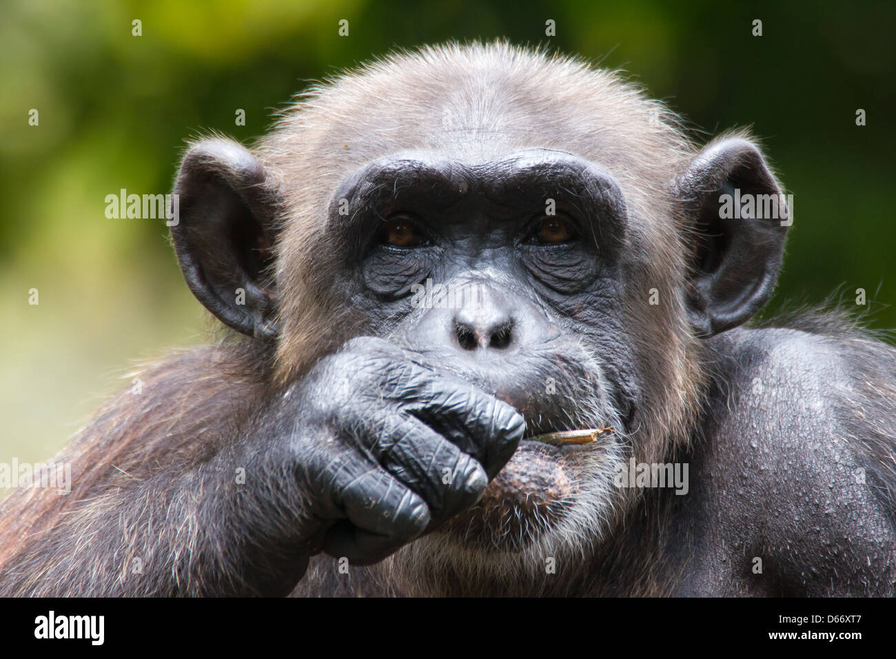 Chimpanzee in captivity Stock Photo - Alamy