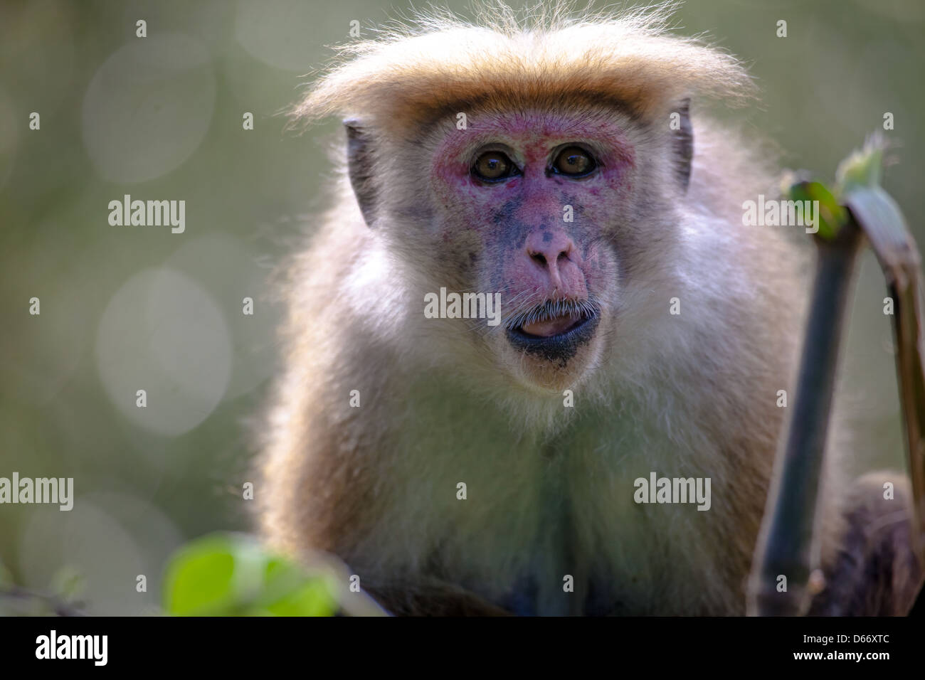 The rhesus macaque monkey (Macaca mulatta Stock Photo - Alamy