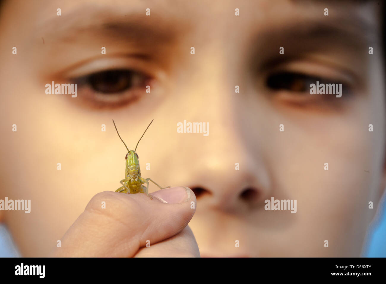 Young boy play with grasshopper Stock Photo - Alamy