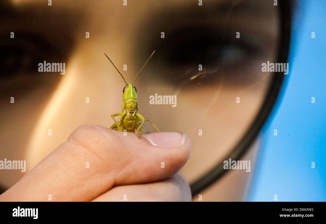 Locust face hi-res stock photography and images - Alamy