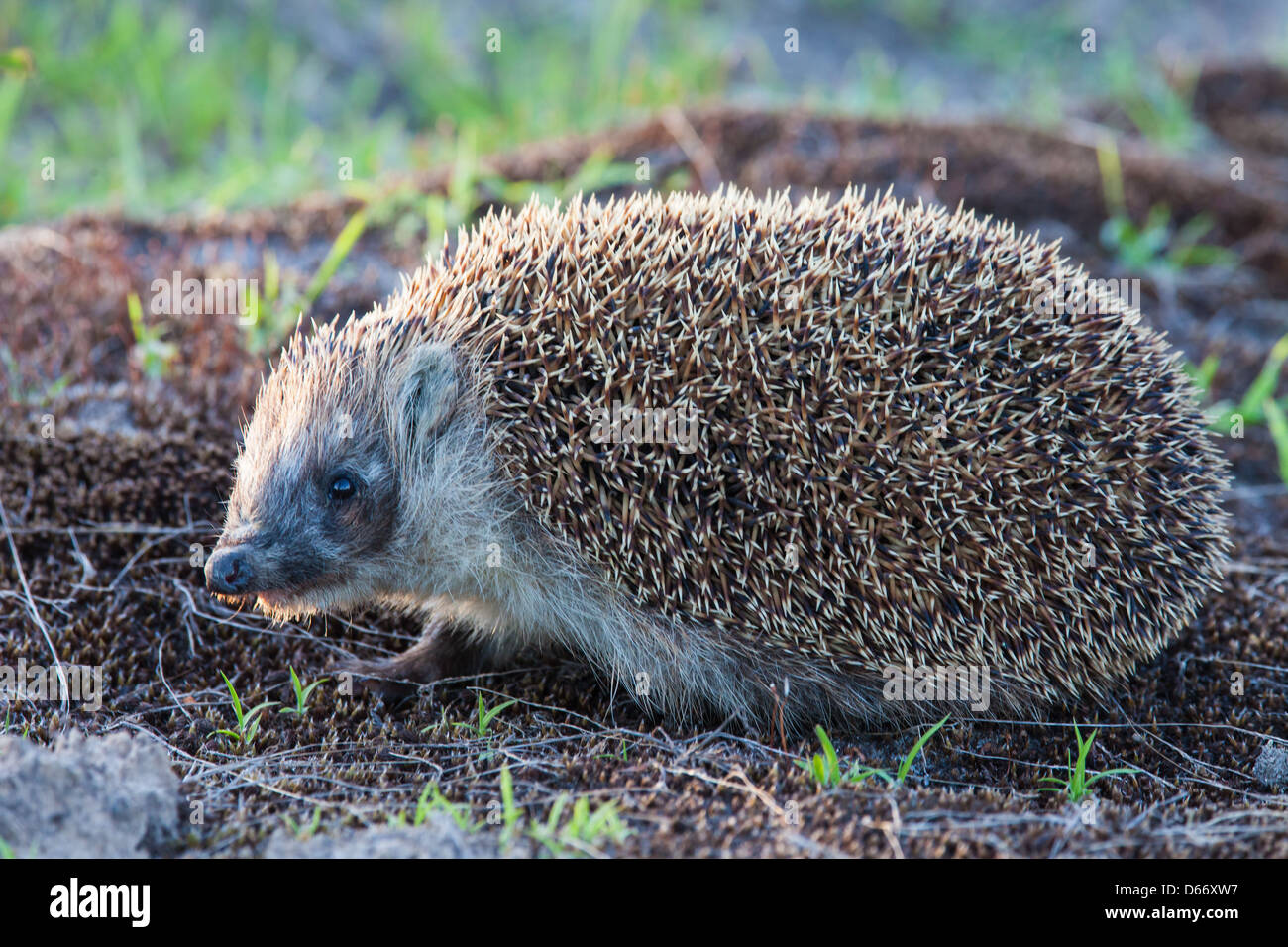 Mammal with spines hi-res stock photography and images - Alamy