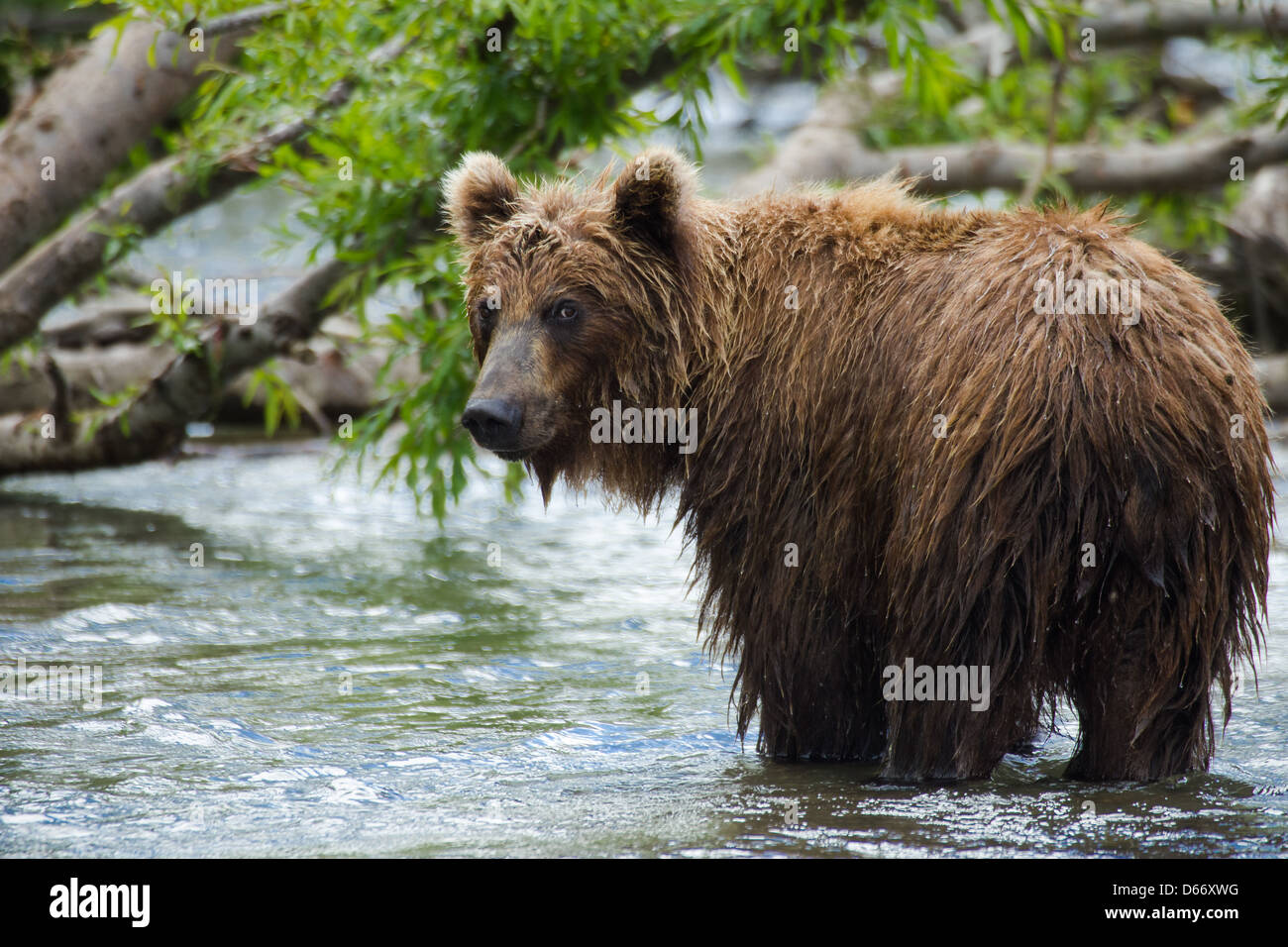 The brown bear fishes Stock Photo - Alamy The brown bear fishes Stock Photo - Alamy