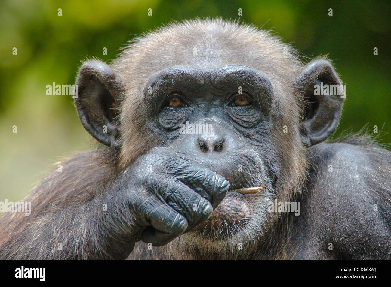 Black and white chimpanzee portrait hi-res stock photography and images ...