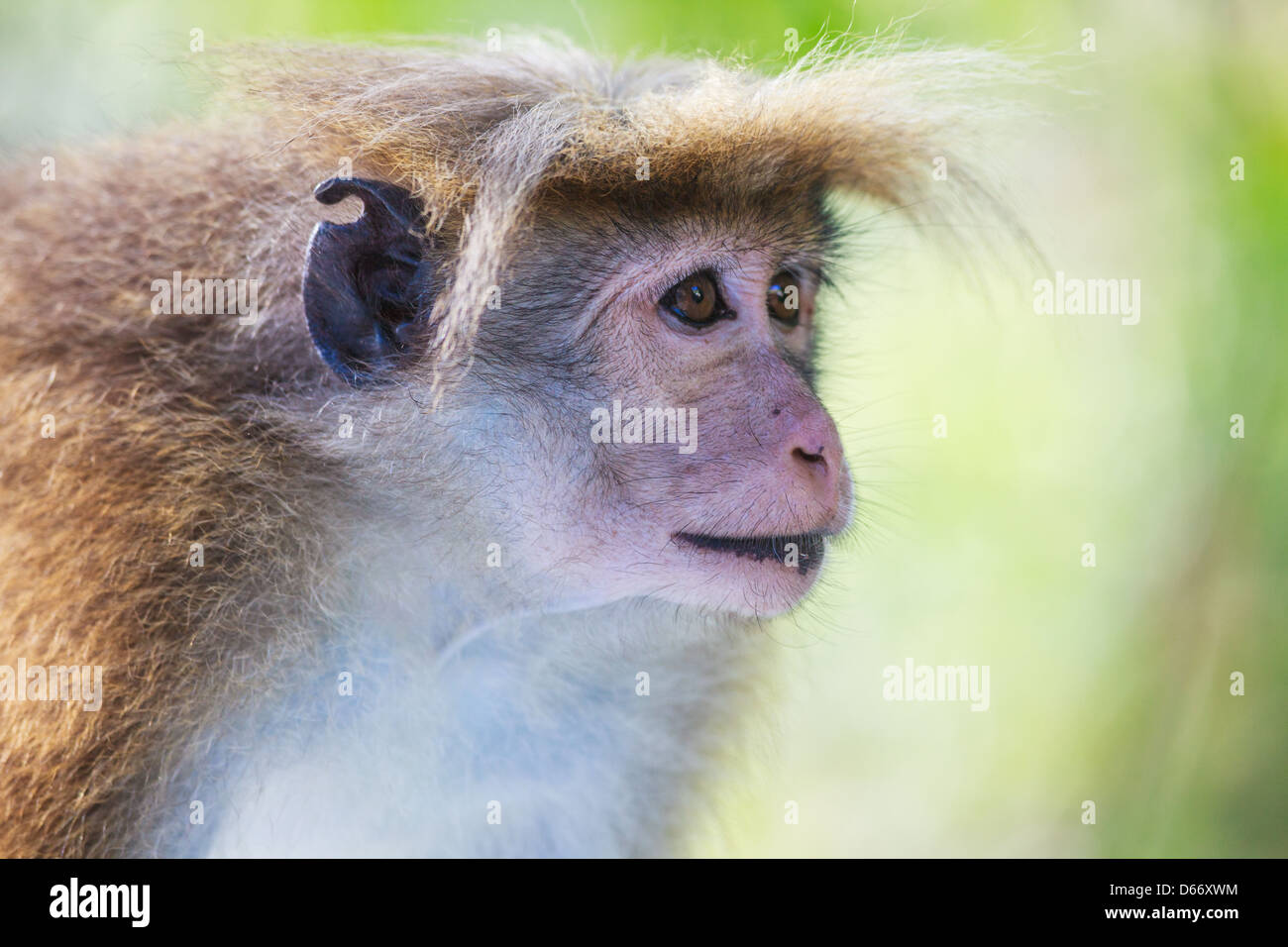 The rhesus macaque monkey (Macaca mulatta Stock Photo - Alamy